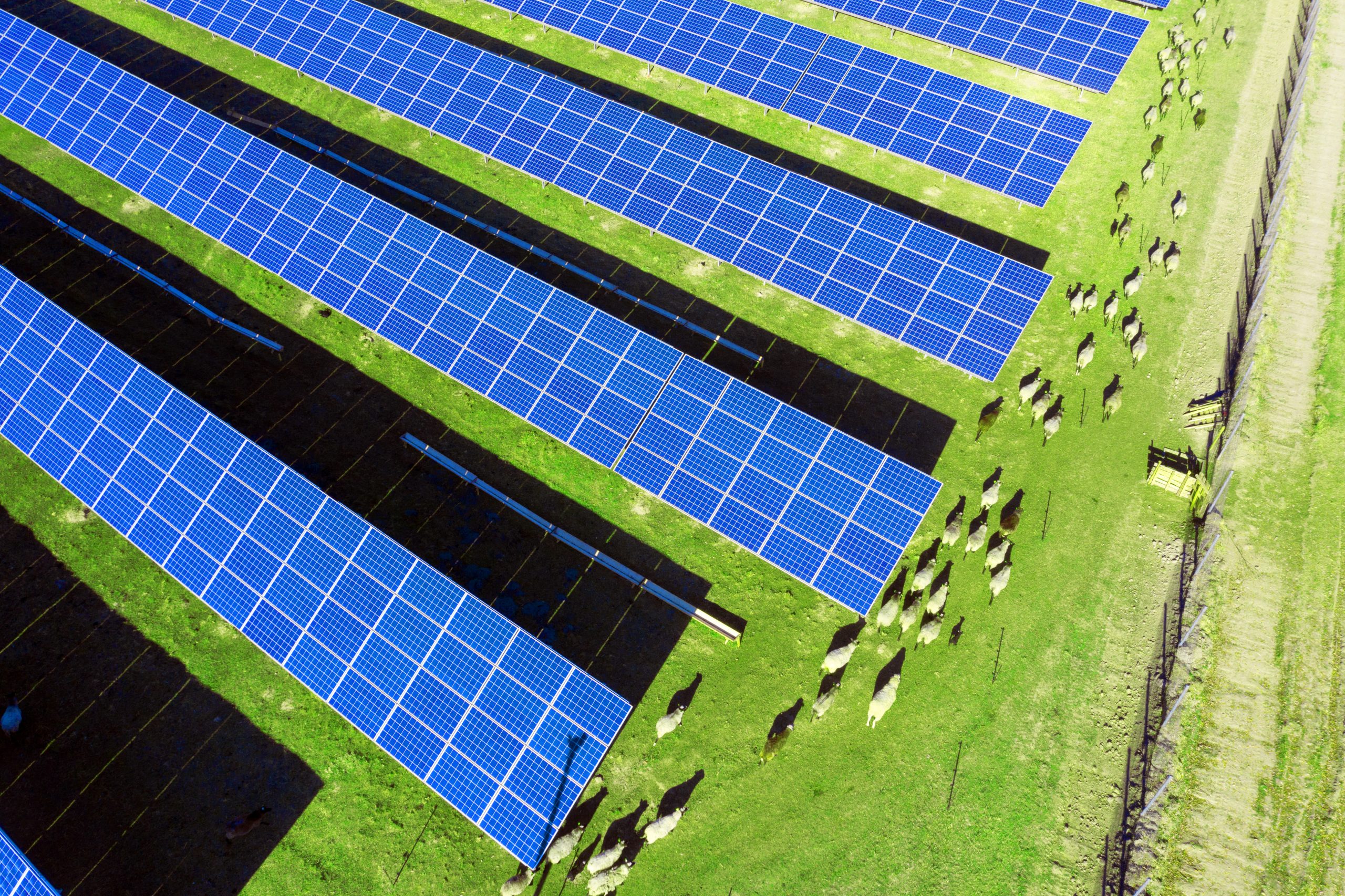 A bountiful harvest: Agrivoltaics blends solar energy with agriculture ...