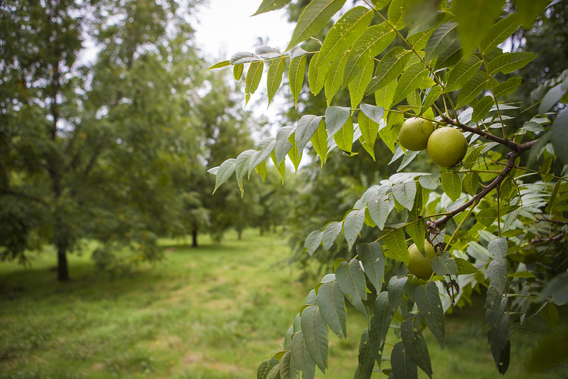 MU Center for Agroforestry patents first black walnut cultivar, marking ...